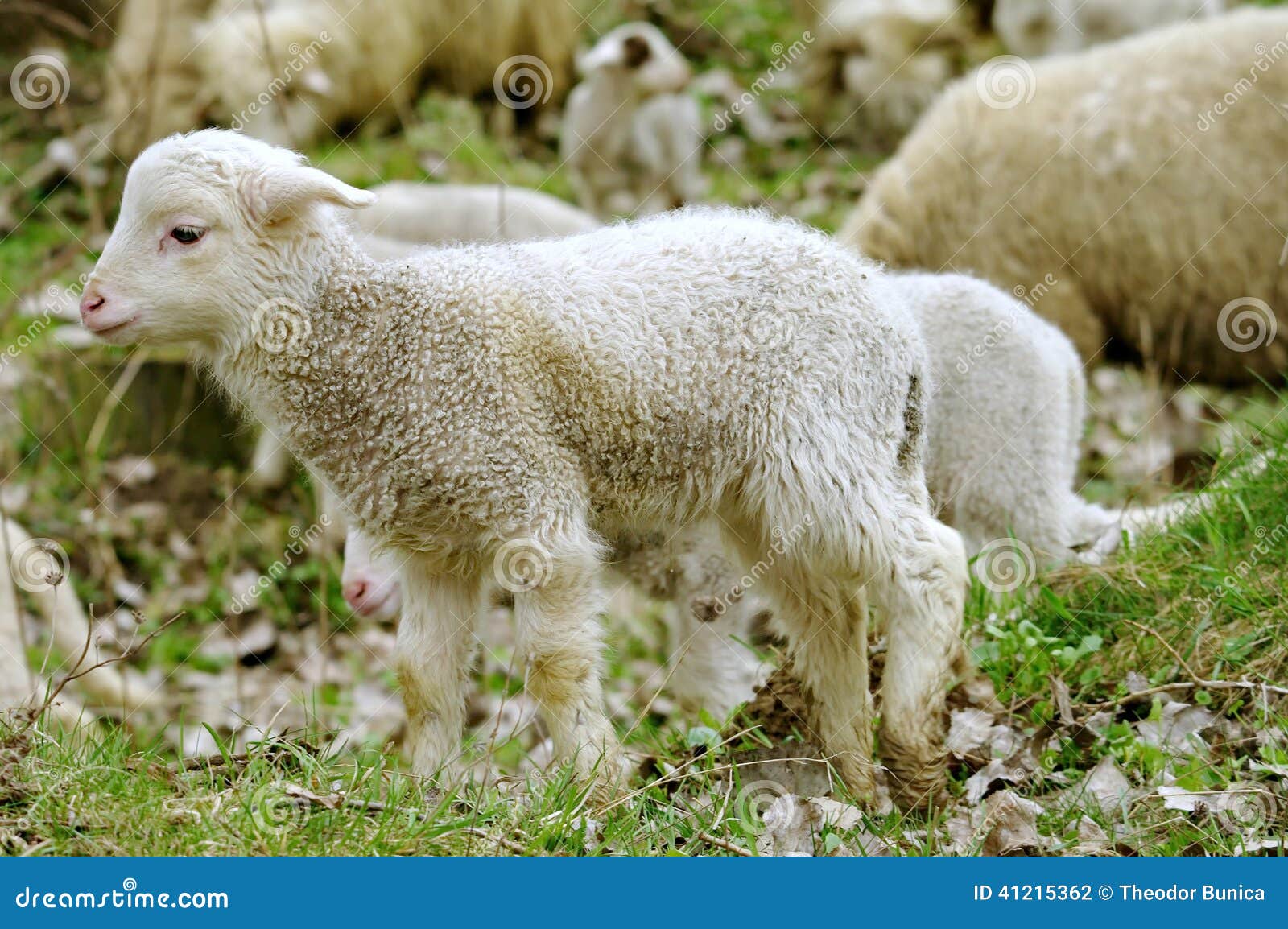 Lamm stockfoto. Bild von widder, nahrung, nett, land - 41215362