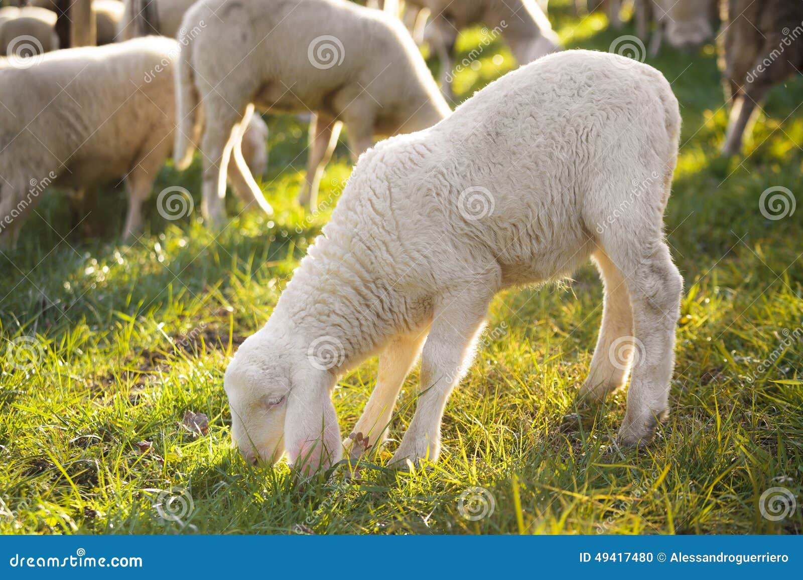 Lamm stockfoto. Bild von grün, tier, herding, flaumig - 49417480