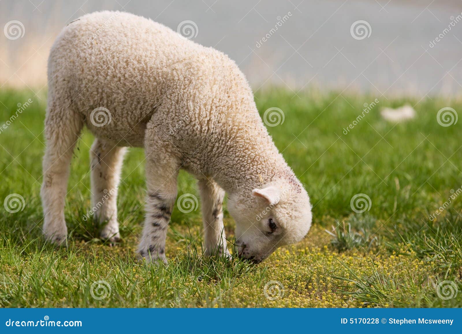 Lamm stockfoto. Bild von bauernhof, essen, nahrung, getragen - 5170228