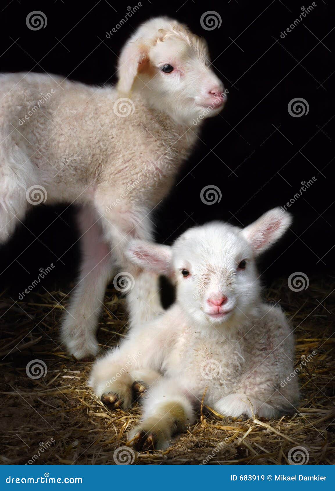Lamm stockbild. Bild von organisch, nett, bauernhof, weich - 683919