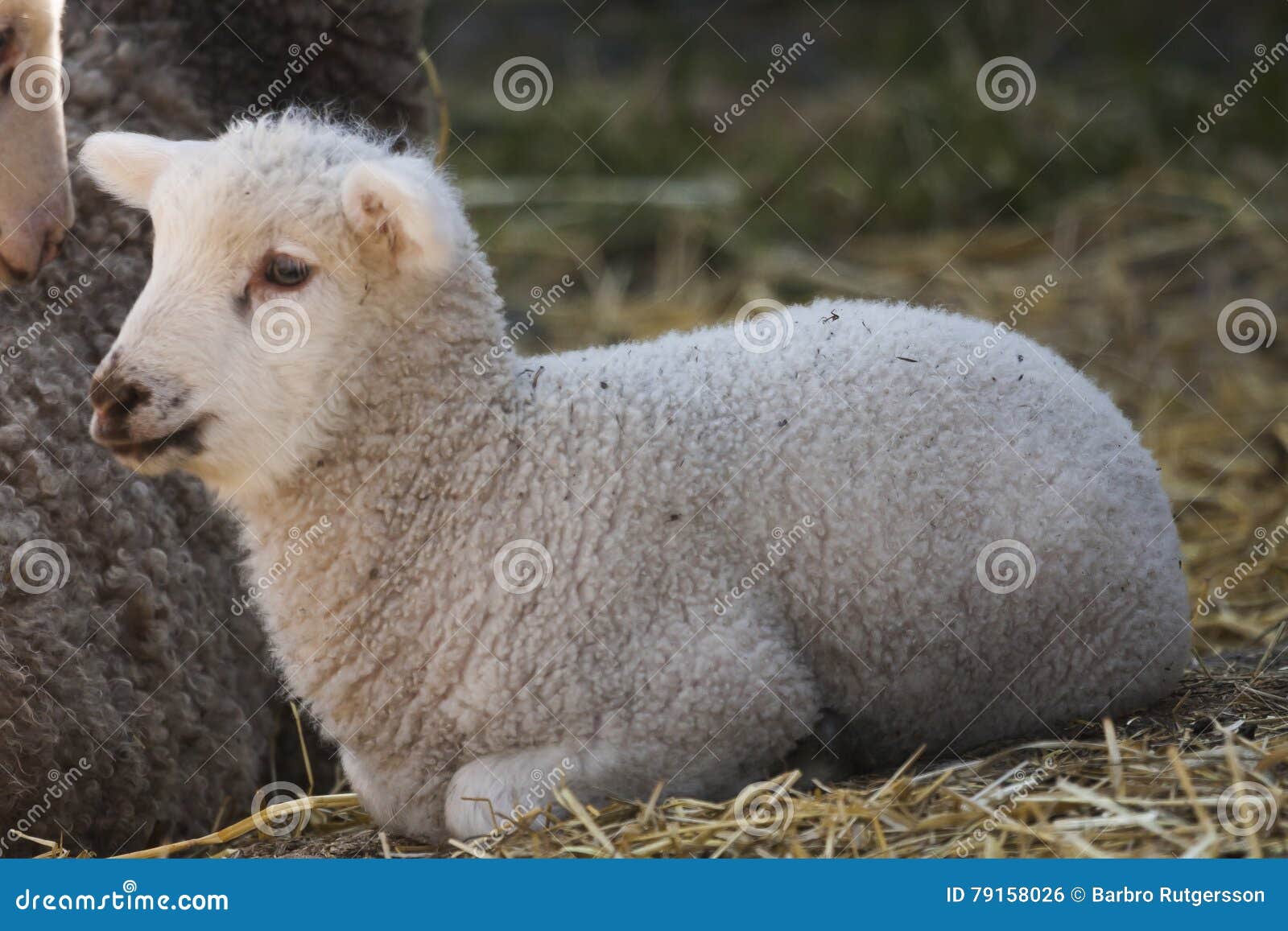 Lamm stockfoto. Bild von schafe, lämmer, rest, tiere - 79158026