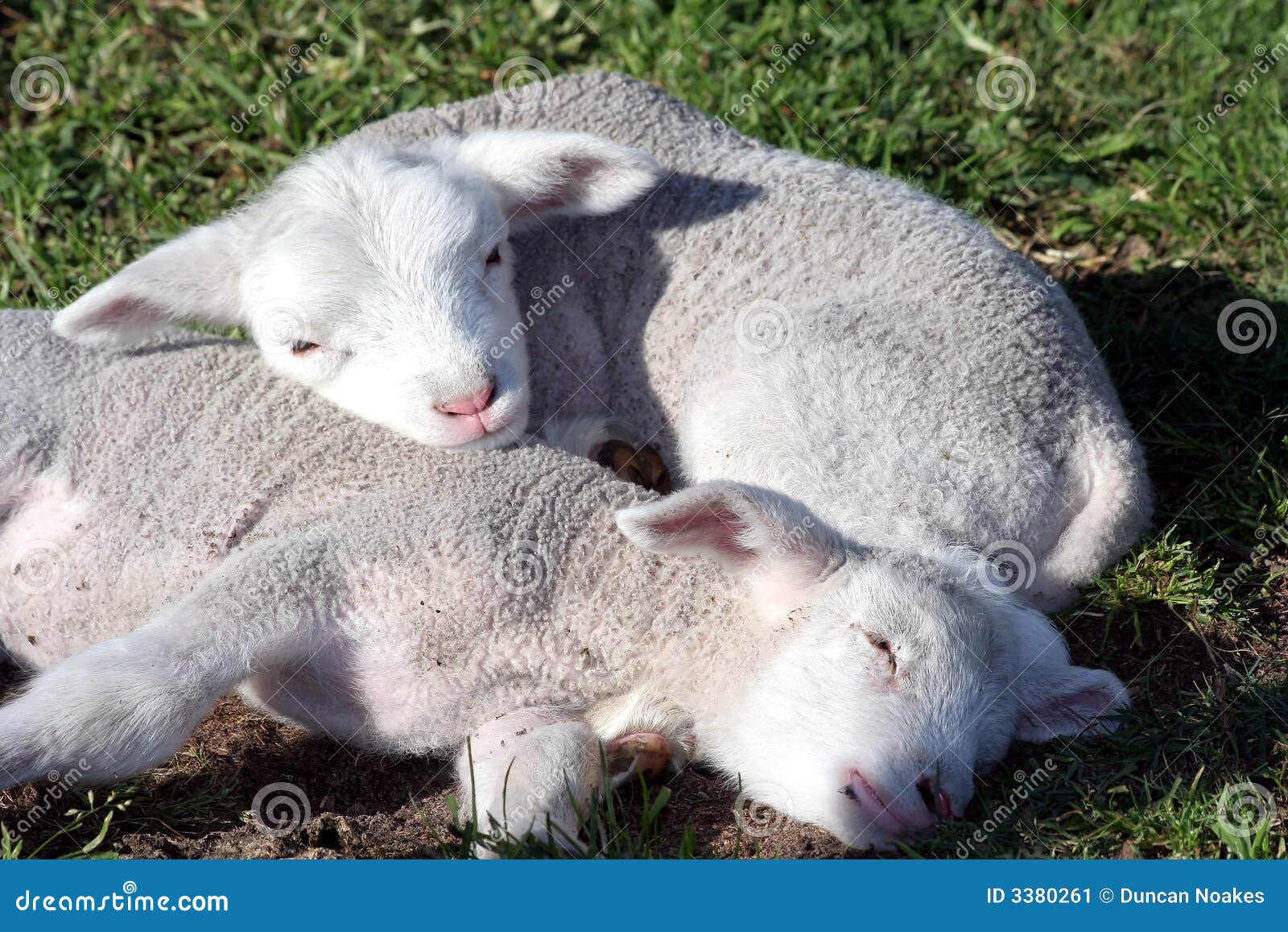 Lamm-Schlafen stockbild. Bild von bauernhof, sonnen, öffnung - 3380261