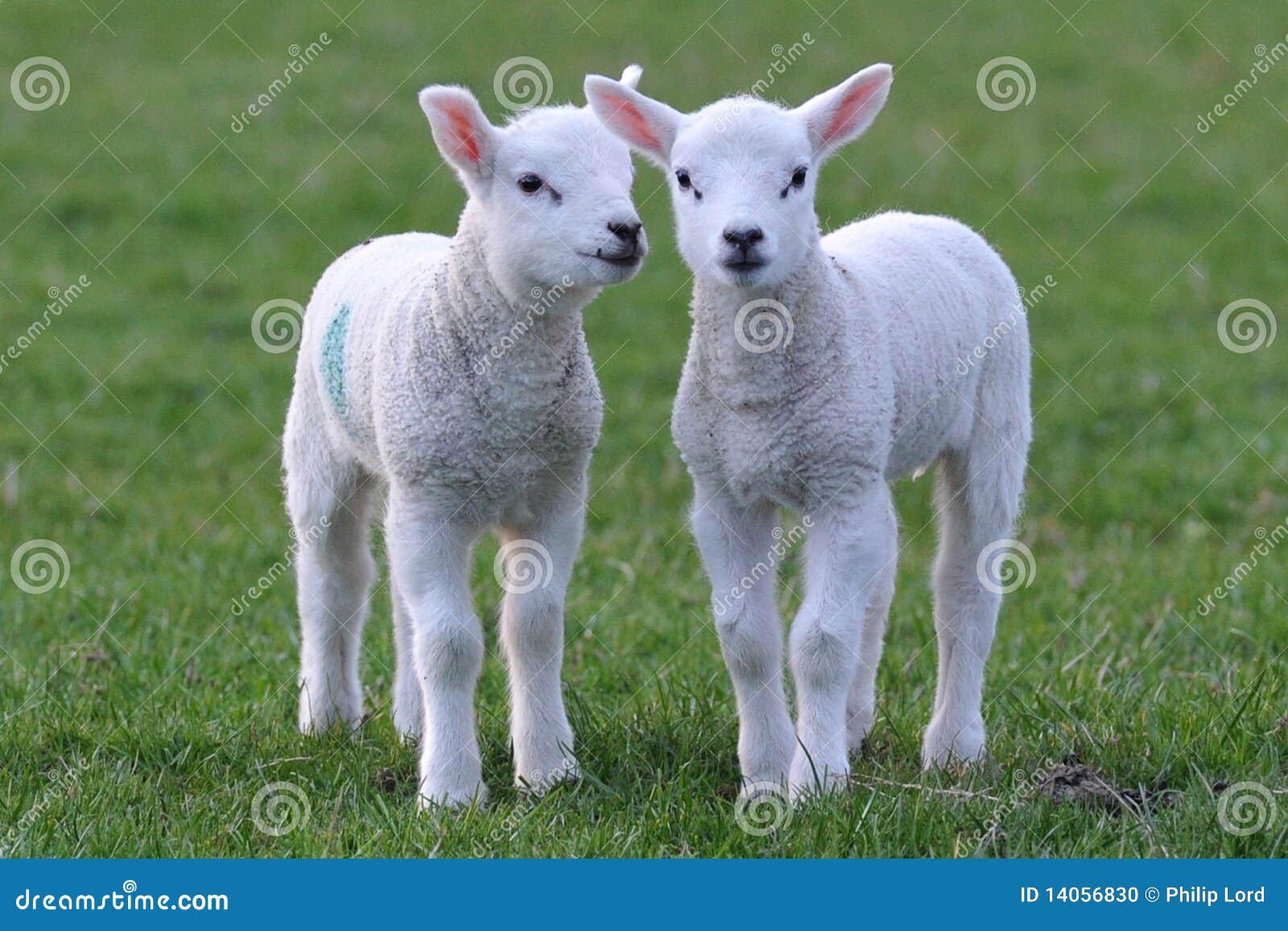Lammeren stock foto. Image of weiland, zonnig, groen - 14056830