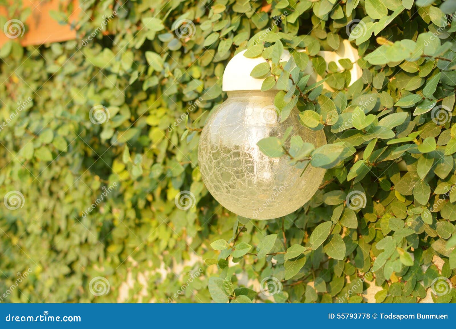 Lamp Bush Soft Lighting Stock Photos - Free & Royalty-Free Stock Photos ...