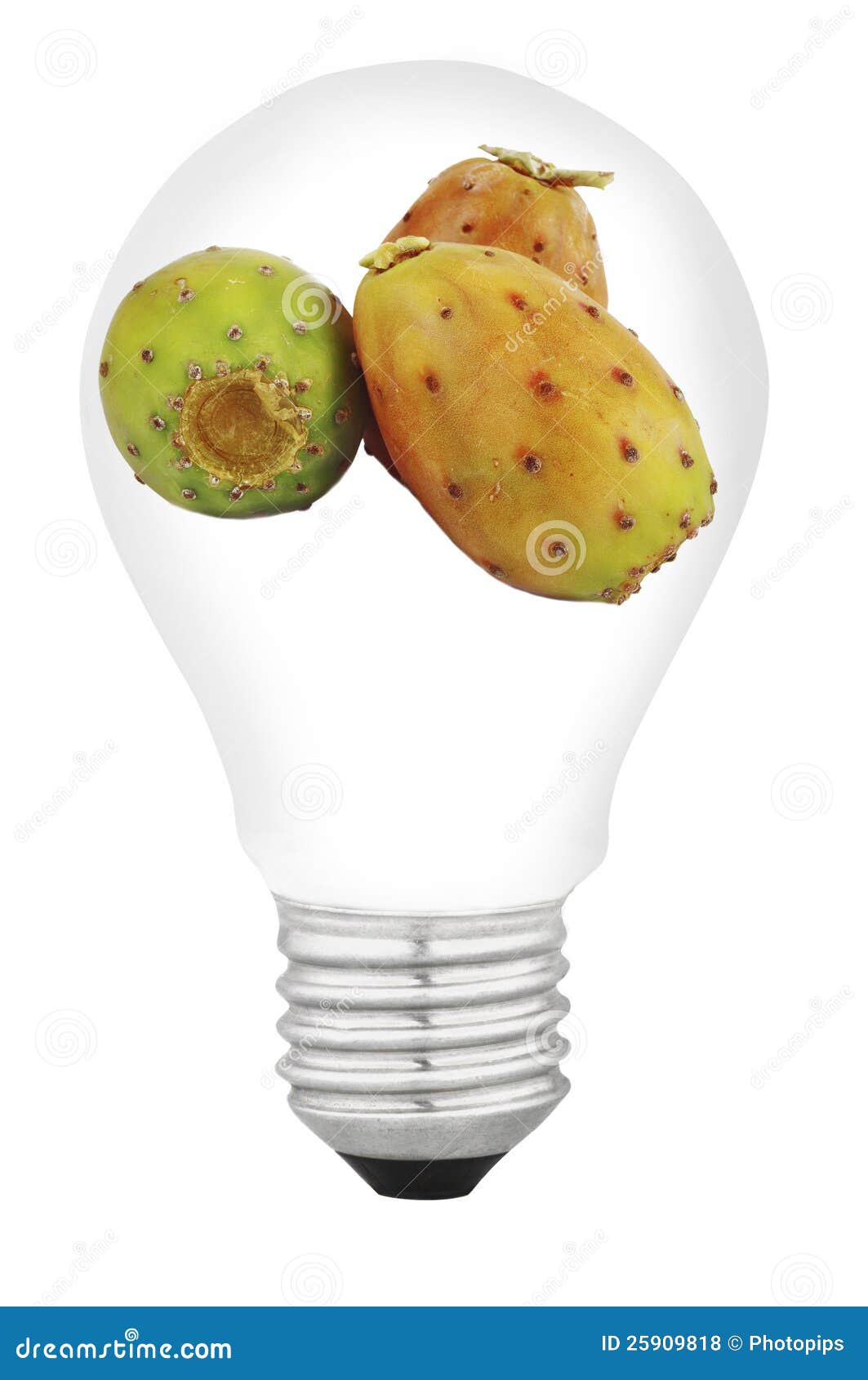 Lamp with fruit stock photo. Image of kiwi, environment - 25909818