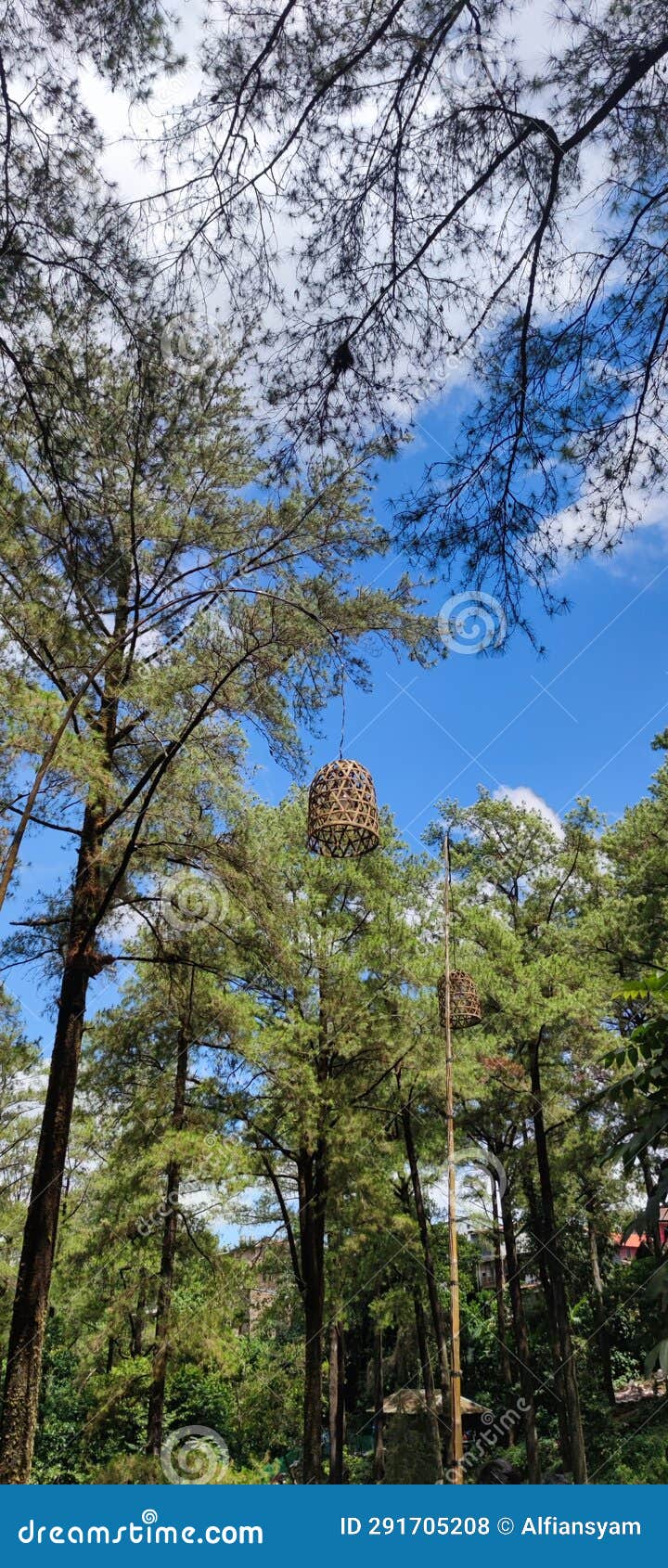 A Lamp on the Middle of Trees Stock Photo - Image of pines, trees ...