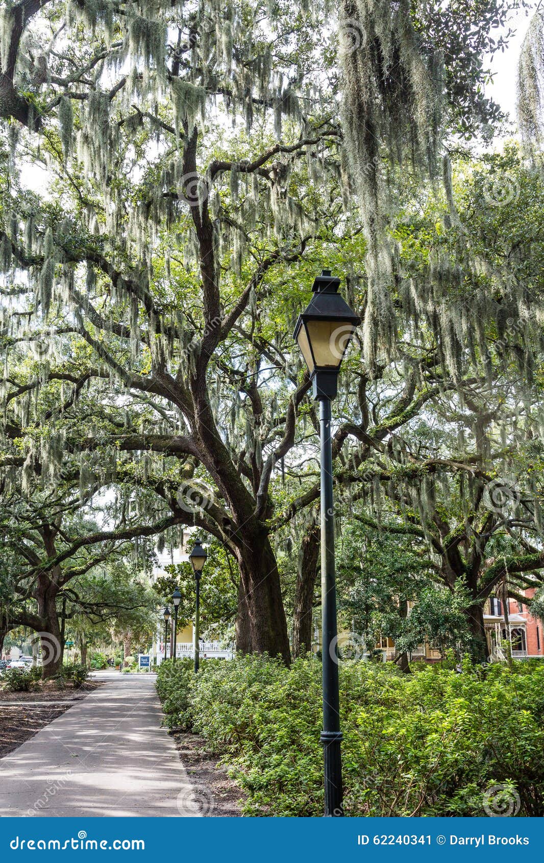 Lamp Post and Oak Tree by Sidewalk Stock Image - Image of carolina ...