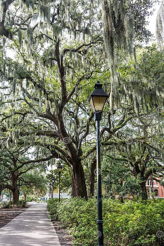 Lamp Post and Oak Tree by Sidewalk Stock Image - Image of carolina ...