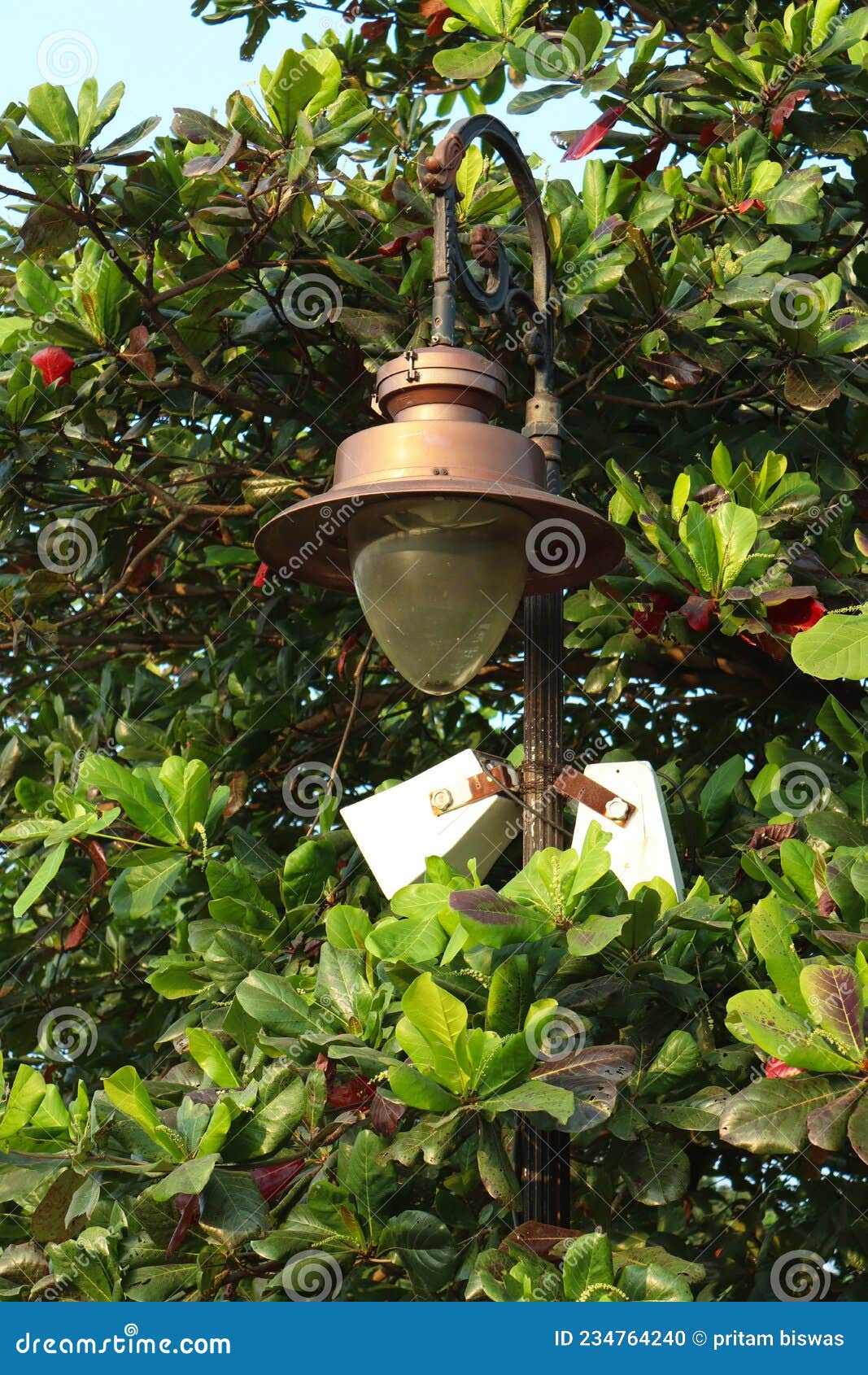 Lamp post in tree at park stock photo. Image of place - 234764240