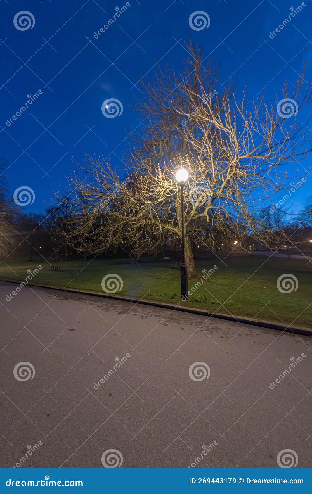 Lamp Post by a Tree in a Park at Night.. Stock Image - Image of ...