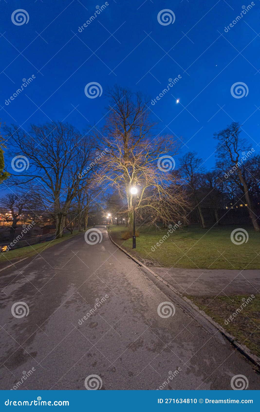 Lamp Post by a Tree in a Park at Night.. Stock Photo - Image of park ...