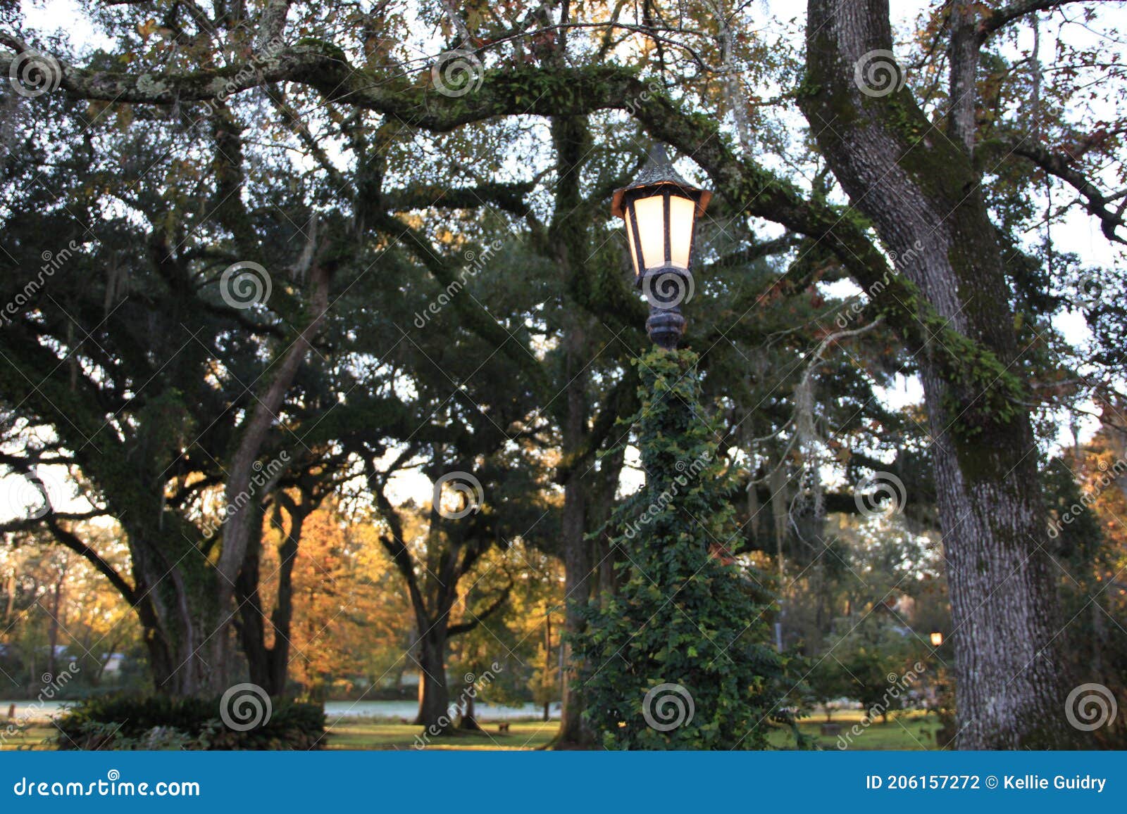Lamp Post with Vines and Trees Stock Photo - Image of trees, post ...