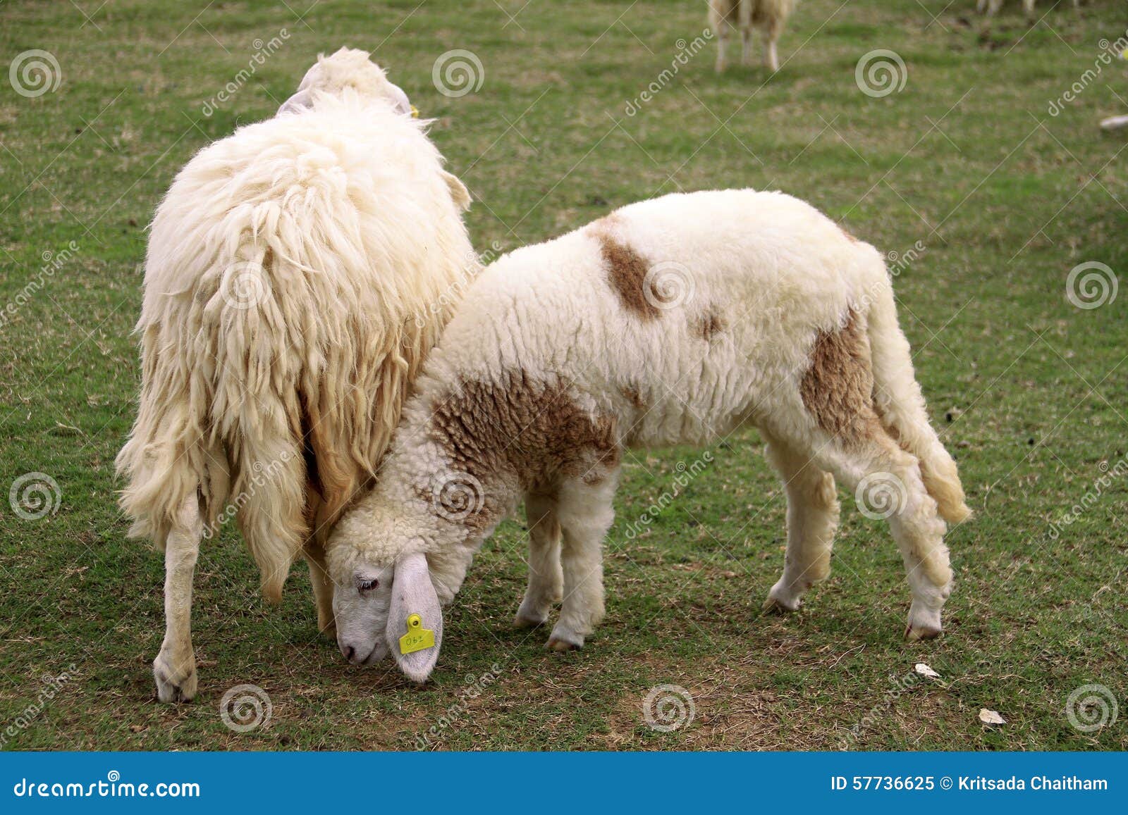 Lamp and Sheep stock image. Image of antic, capital, lamp - 57736625