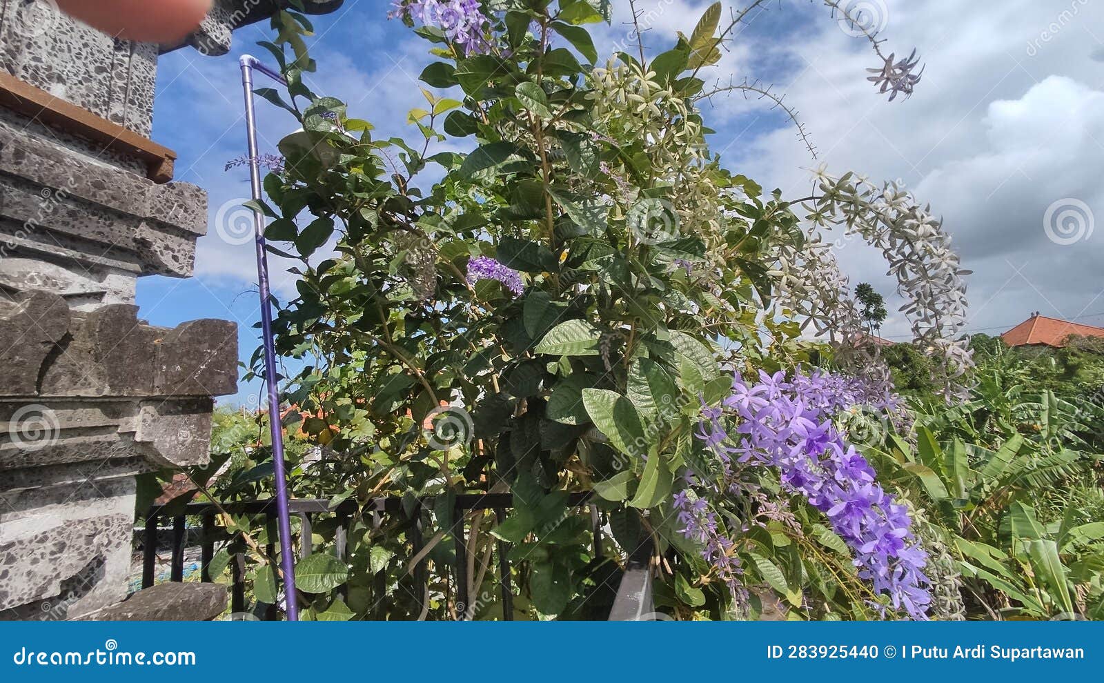 Lamp Temple Patrea Flower Purple Stock Photo - Image of purple, flower ...