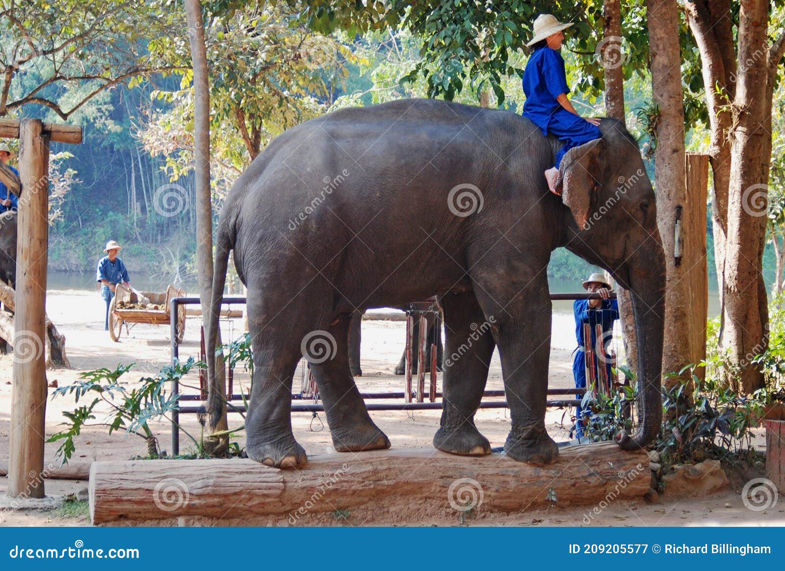 Thai Elephant Conservation Center Lampang Chiang Mai Thailand Editorial ...