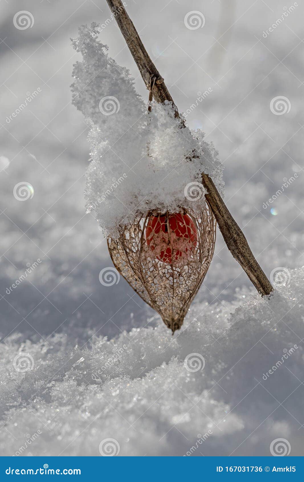 Physalis Alkekengi, Bladder Cherry, Covered with Snow Stock Photo ...