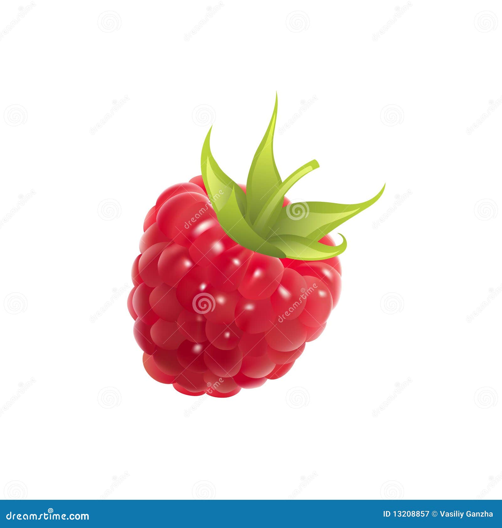 Lampone illustrazione vettoriale. Illustrazione di isolato - 13208857