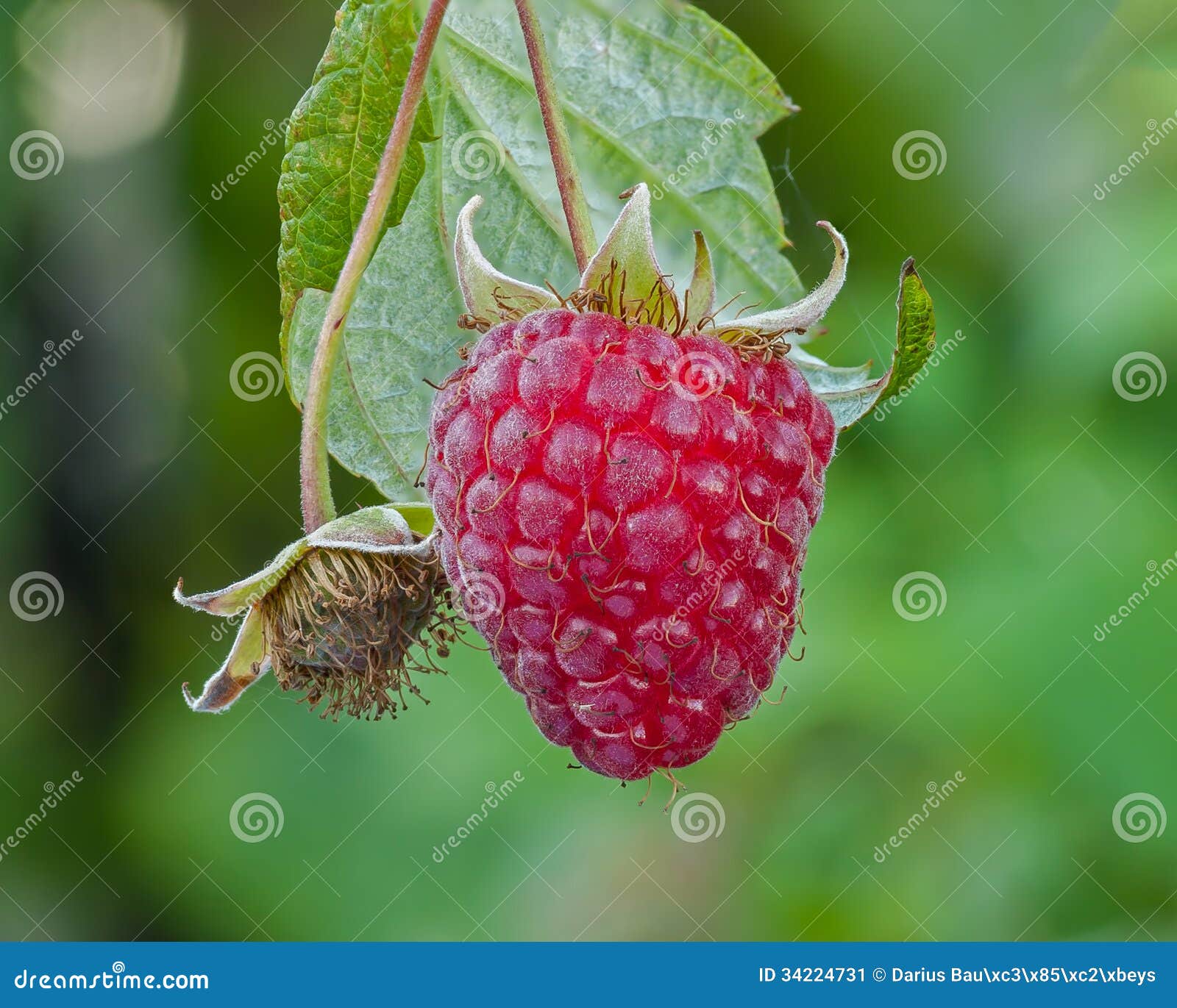 Lampone immagine stock. Immagine di acerbo, maturo, particolare - 34224731