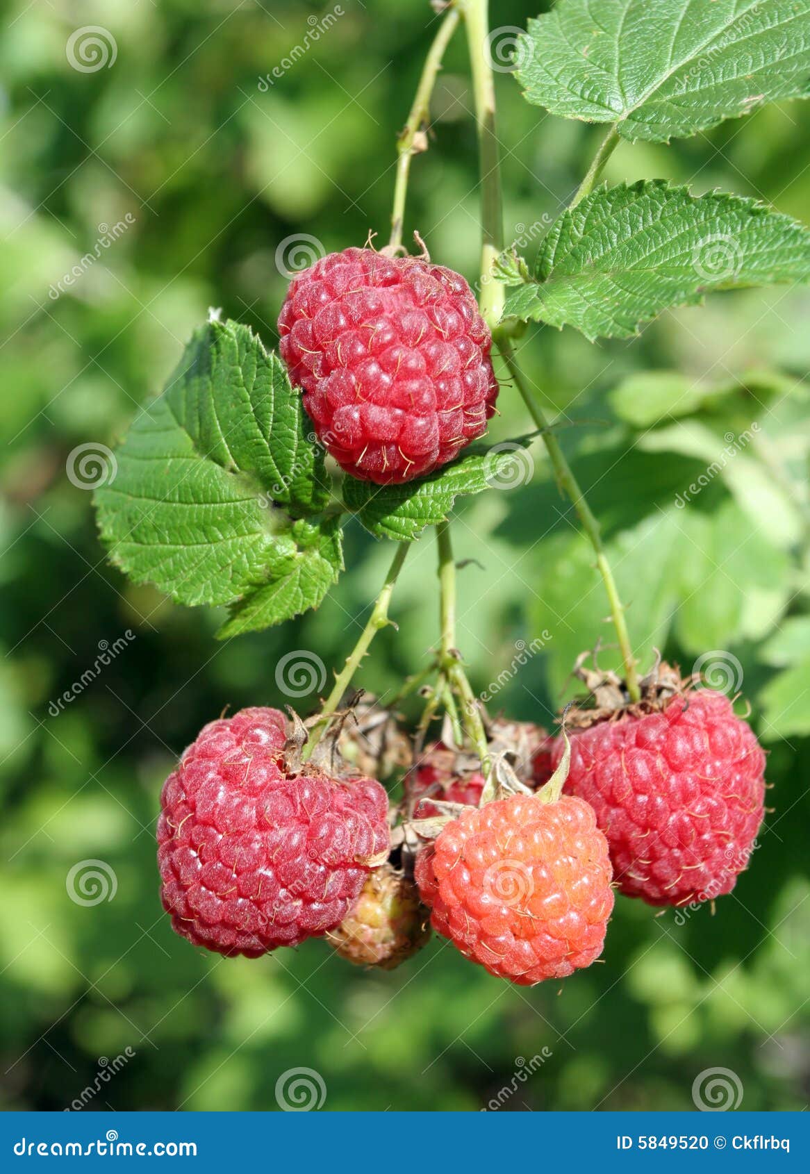 Lampone fotografia stock. Immagine di sugoso, gusto, lampone - 5849520