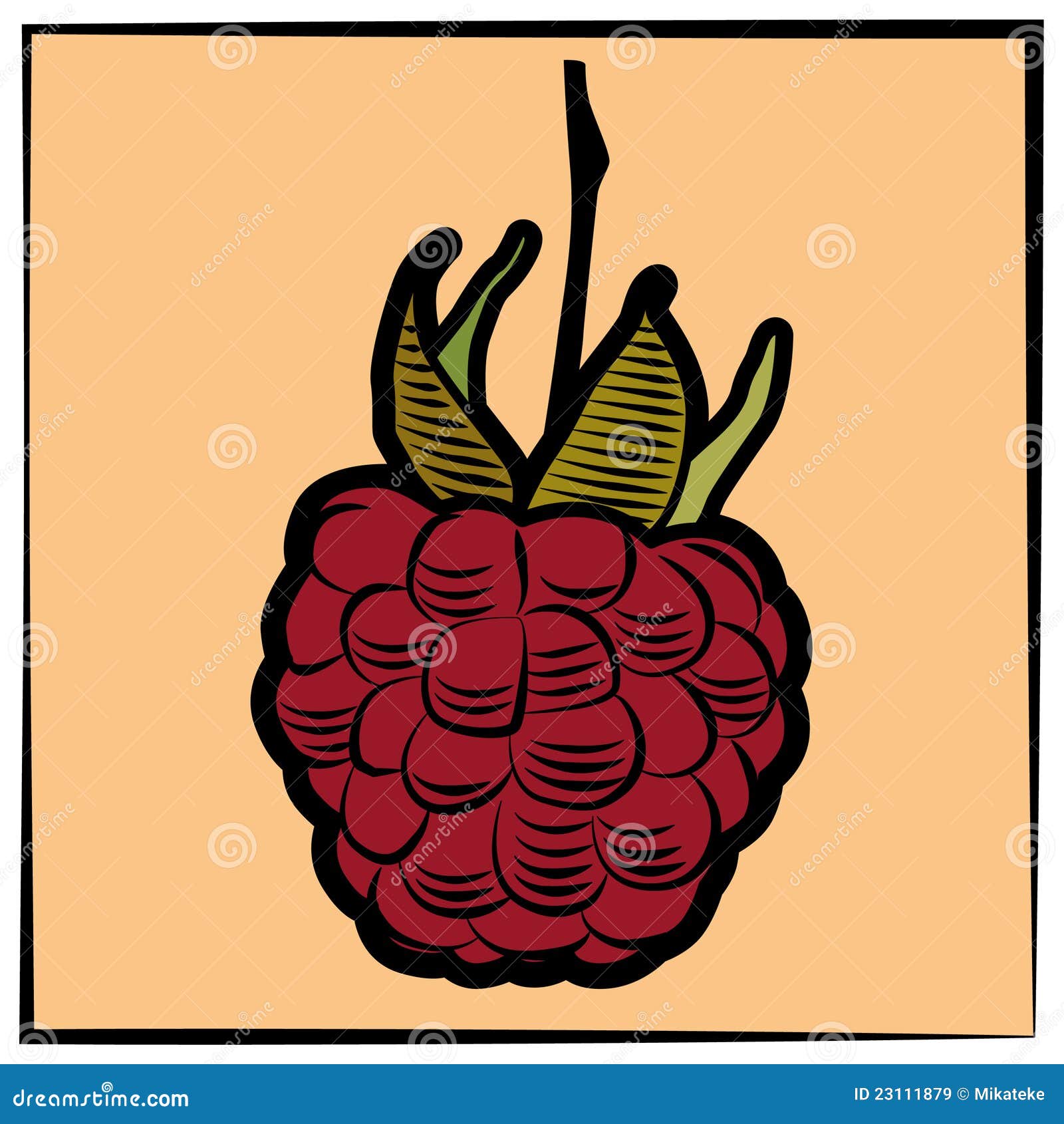 Lampone-incisione-colore illustrazione vettoriale. Illustrazione di ...