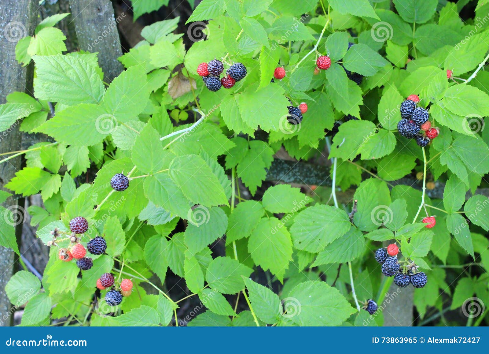 Lampone nero sul cespuglio immagine stock. Immagine di nave - 73863965