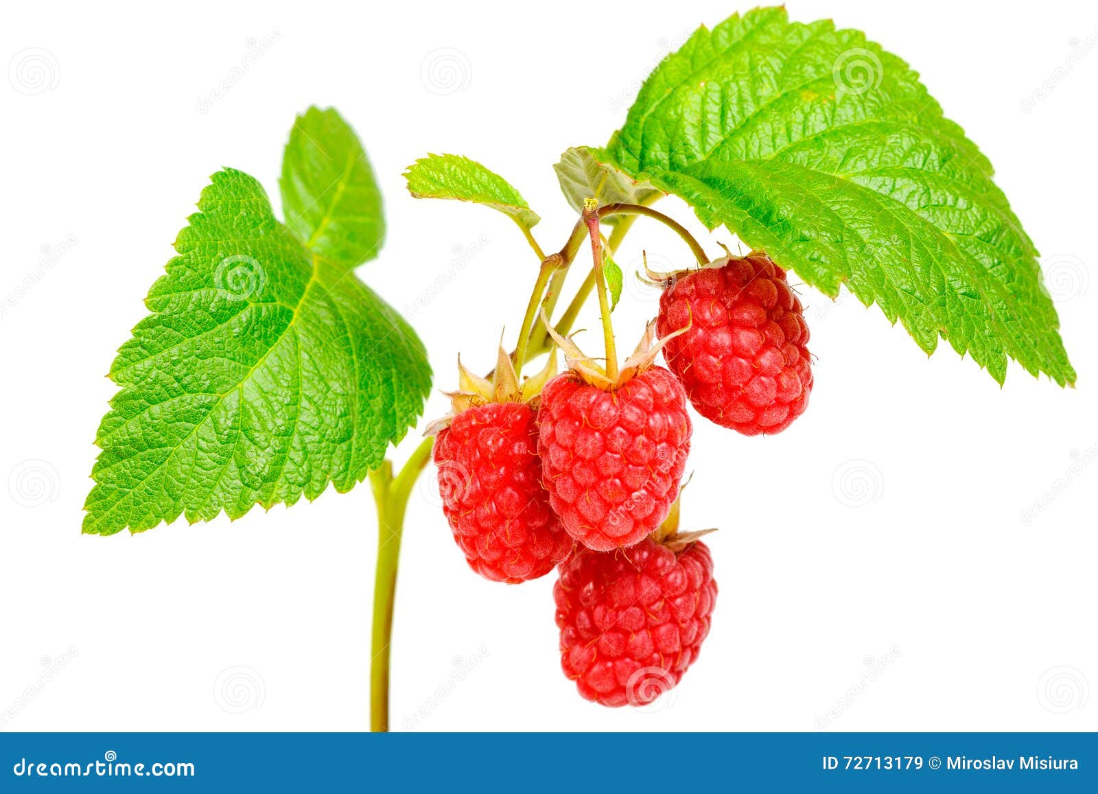 Lampone su fondo bianco immagine stock. Immagine di filiale - 72713179