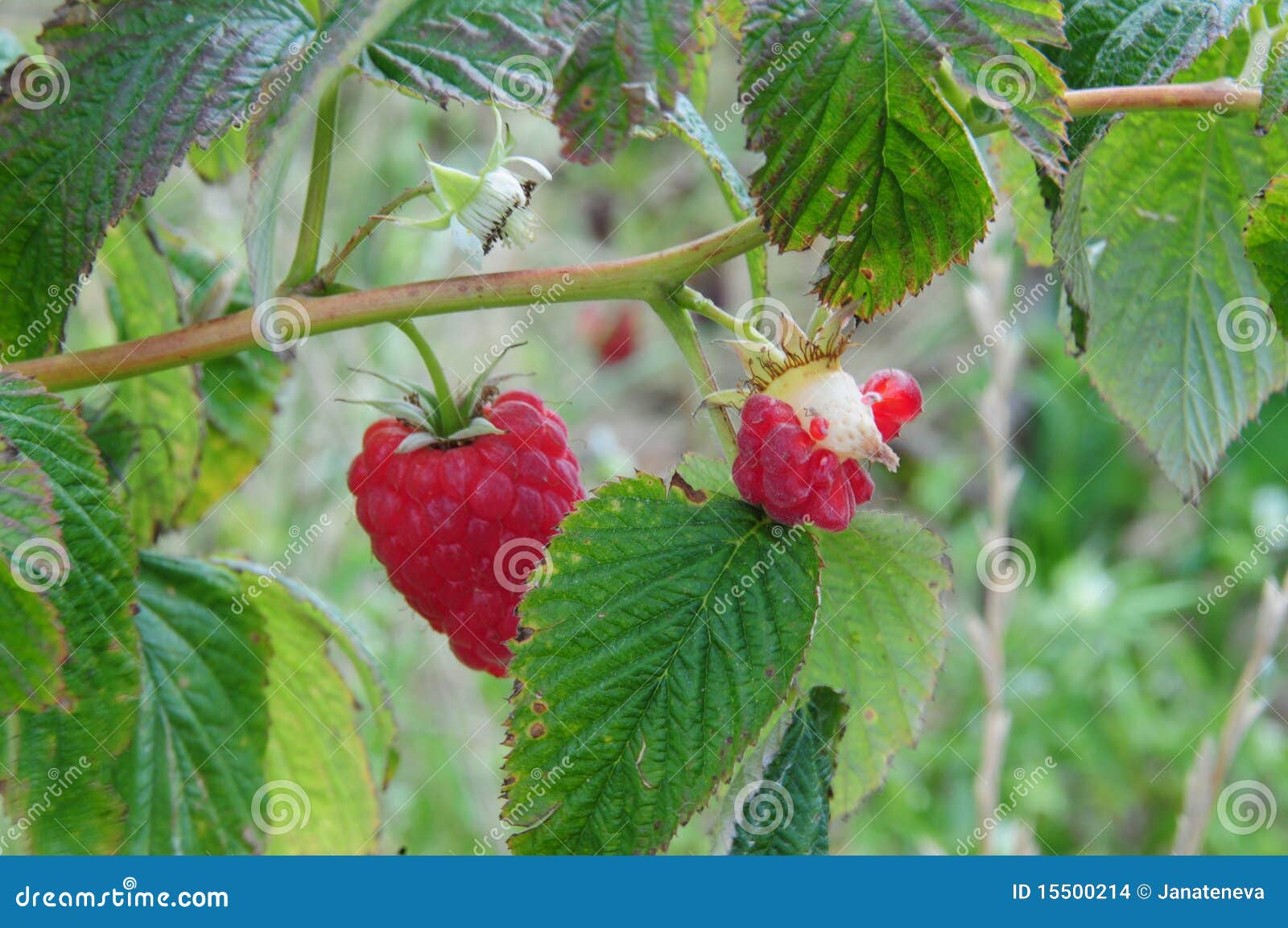 Lamponi fotografia stock. Immagine di lamponi, rosa, lampone - 15500214