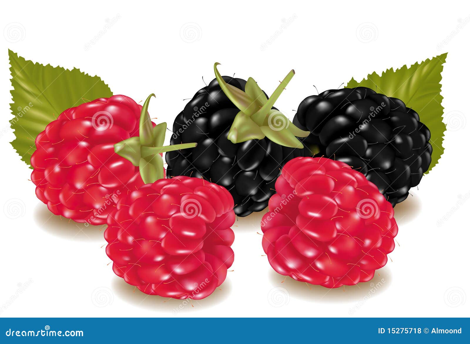 Lamponi e more. illustrazione vettoriale. Illustrazione di inceppamento ...
