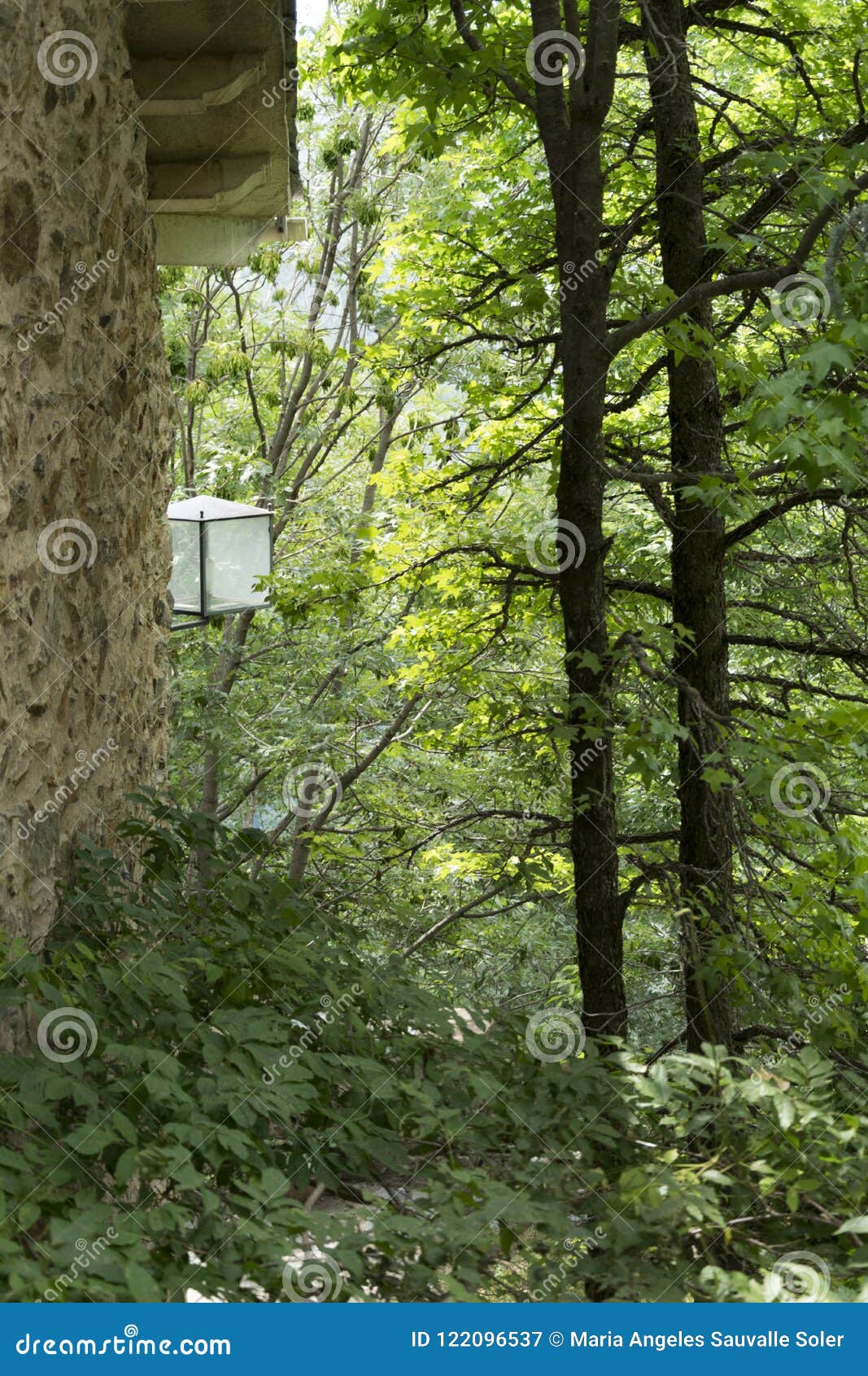 Lamppost Hanging in the Forest. Stock Image - Image of hidden, lamppost ...