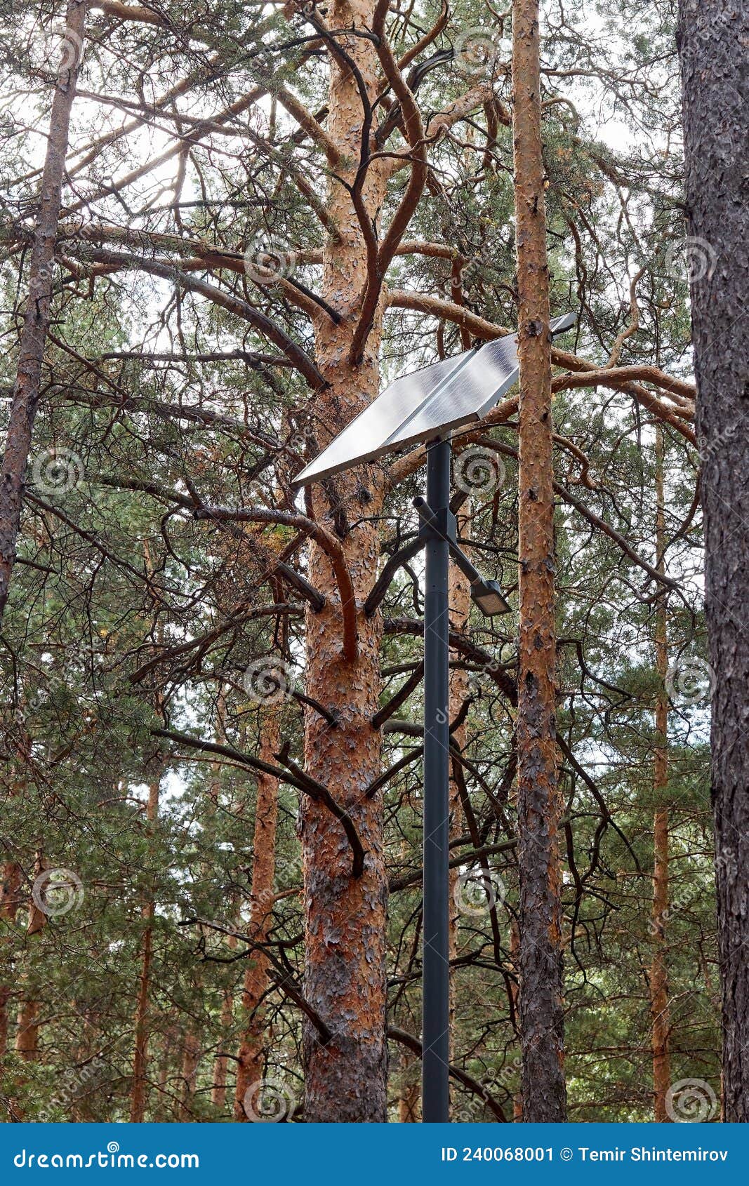 Lamppost with a Solar Battery on a Forest Path. Stock Image - Image of ...