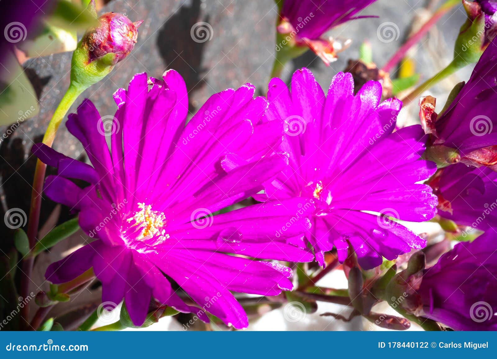 Lampranthus with Its Pink Blossoms Open Stock Photo - Image of close ...