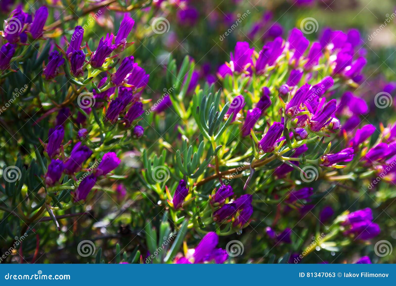Lampranthus Multiradiatus Plant Stock Image - Image of flower, ripe ...