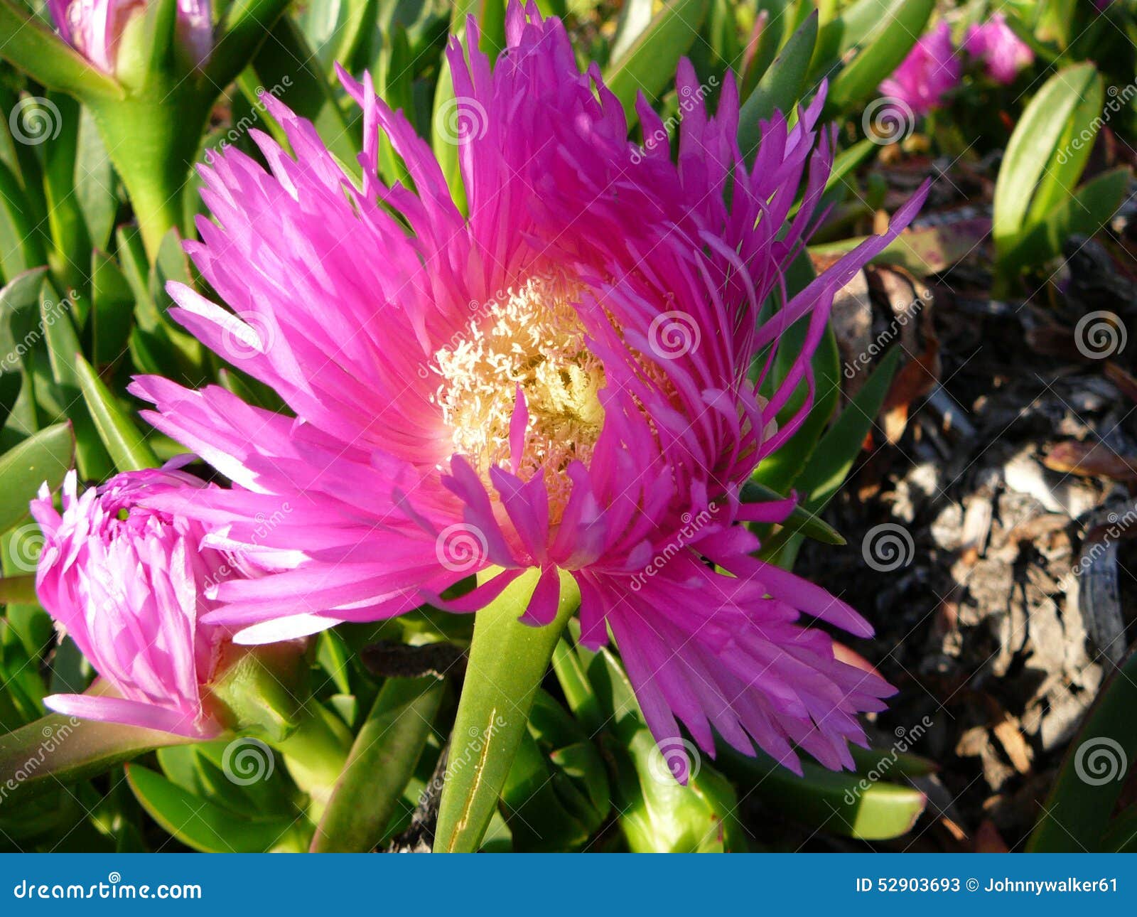 Lampranthus spectabilis stock image. Image of pink, flora - 52903693