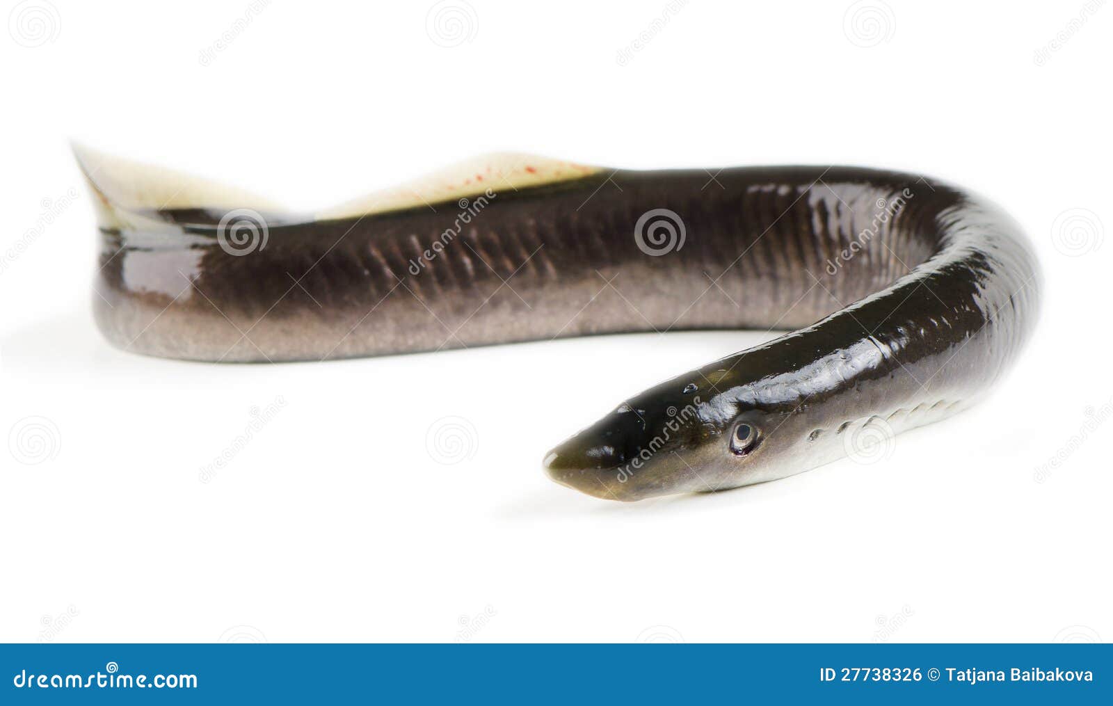 Lamprea foto de archivo. Imagen de placa, pescados, lamprea - 27738326
