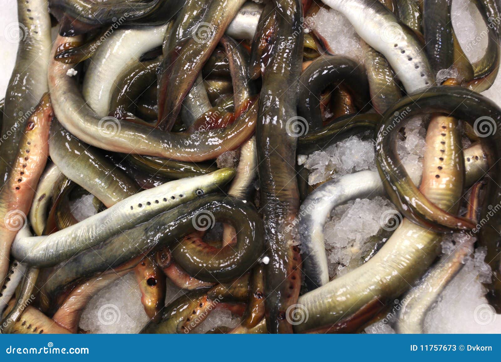 Lamprey stock image. Image of scoop, frozen, shop, ocean - 11757673
