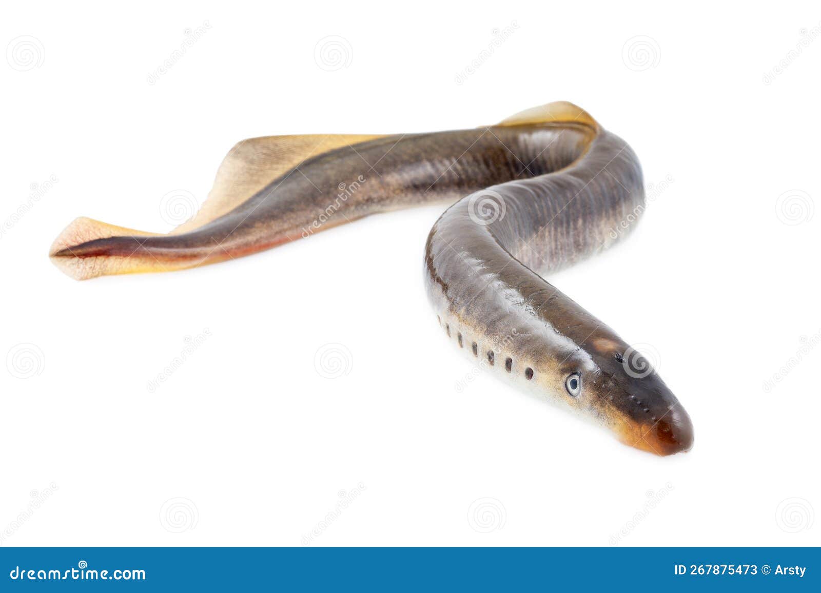 Lamprey Fish Stock Photography | CartoonDealer.com #275039666