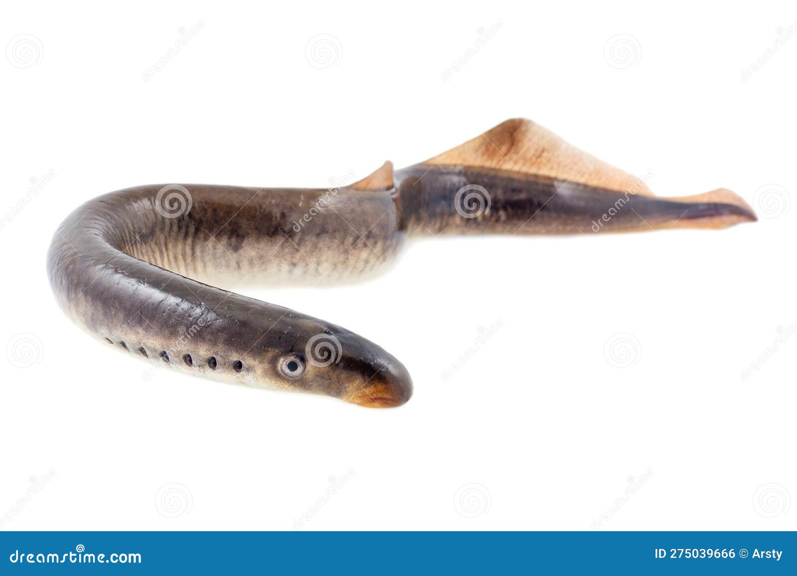 Sea Lamprey With Sucking Mouth Royalty-Free Stock Photography ...
