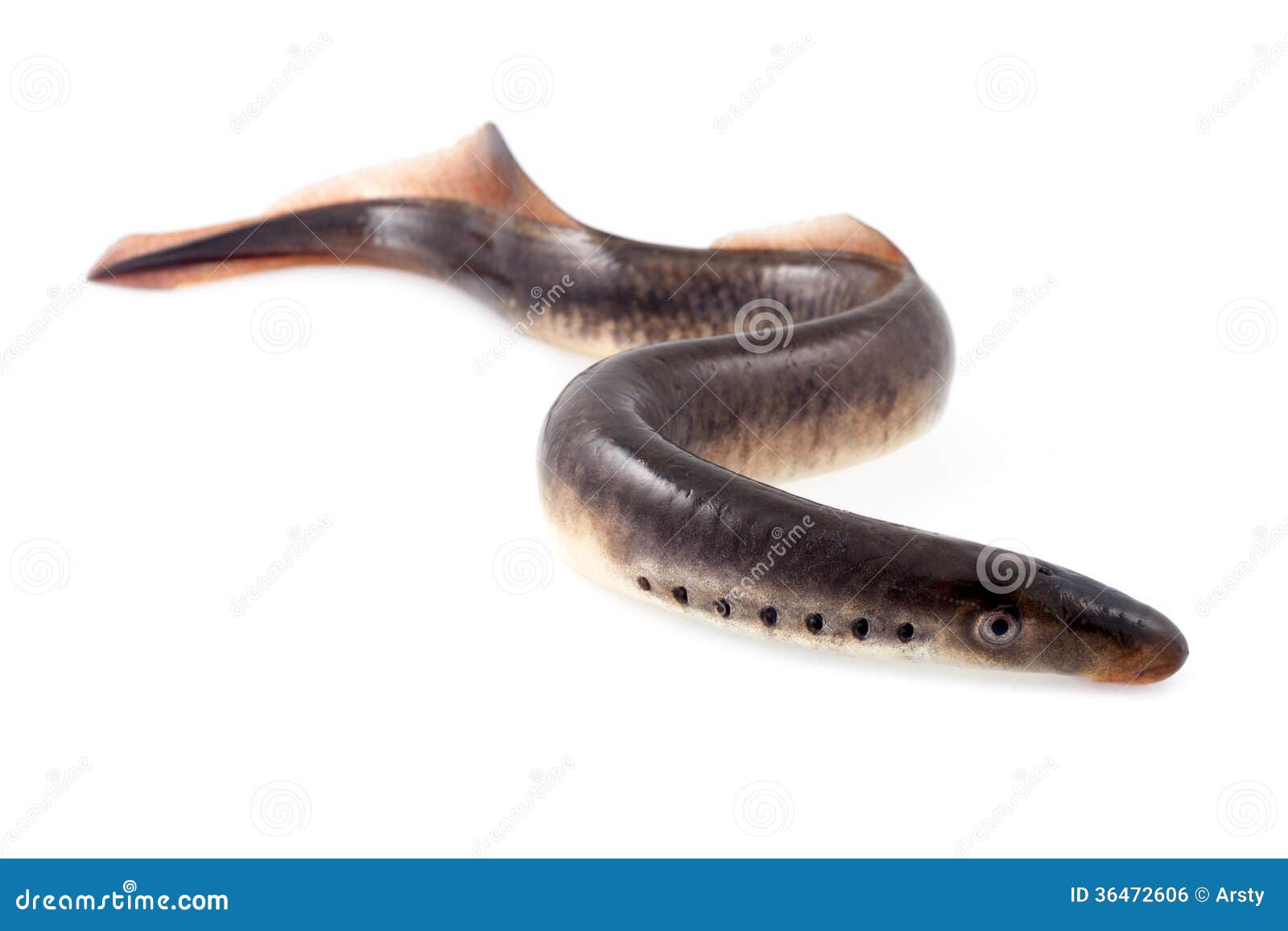 Sea Lamprey With Sucking Mouth Royalty-Free Stock Photography ...