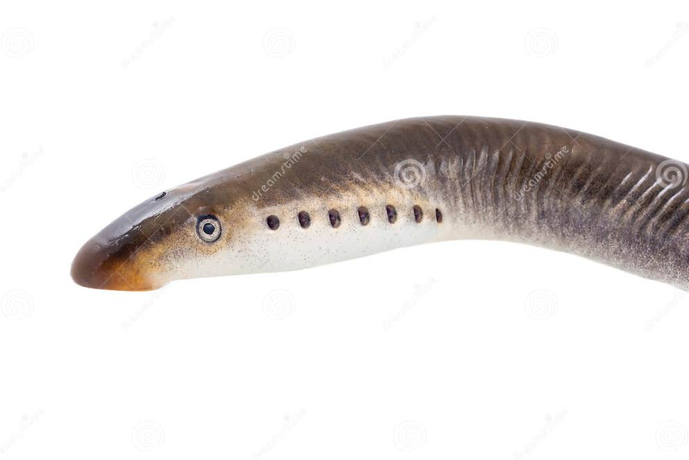 Lamprey fish stock image. Image of bloodsucking, toothed - 94250071