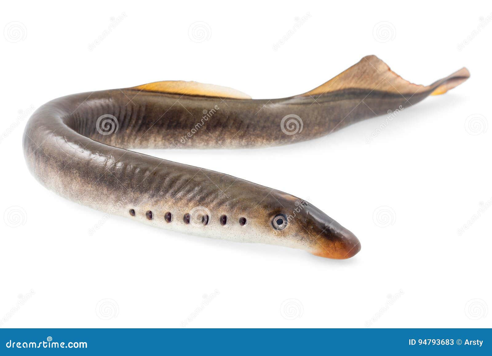 Lamprey Royalty-Free Stock Photography | CartoonDealer.com #51683123