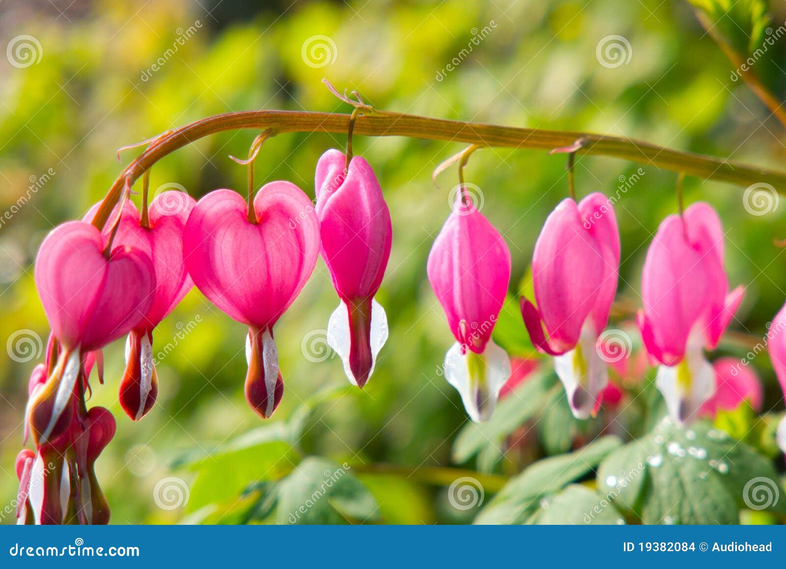 Lamprocapnos spectabilis stock photo. Image of flower - 19382084