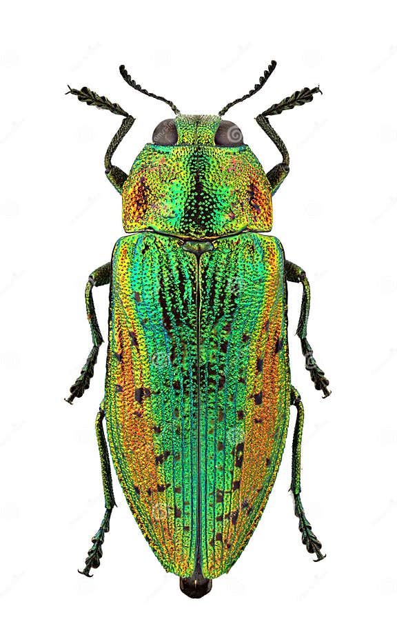 Lamprodila rutilans stock image. Image of invertebrate - 20491329