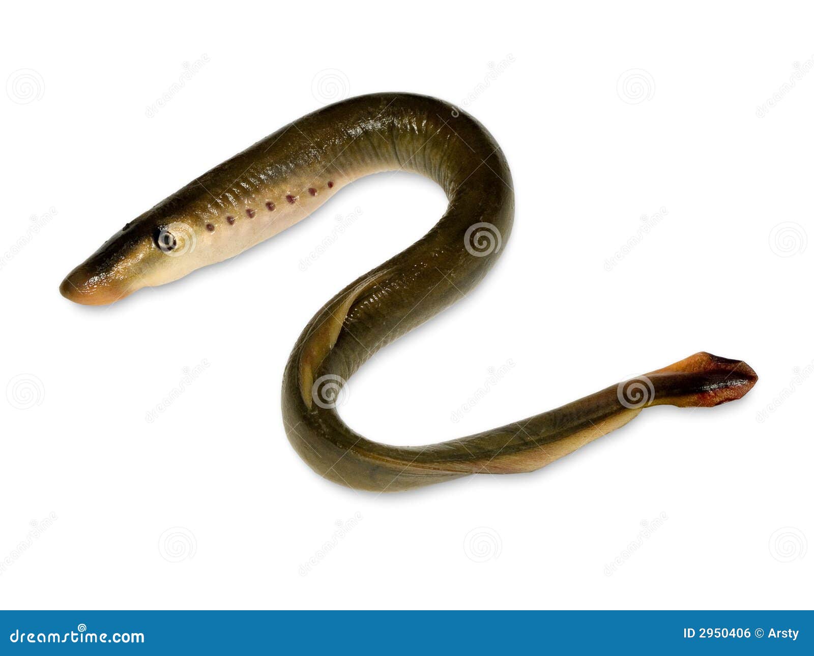 Lamproie Image libre de droits - Image: 2950406