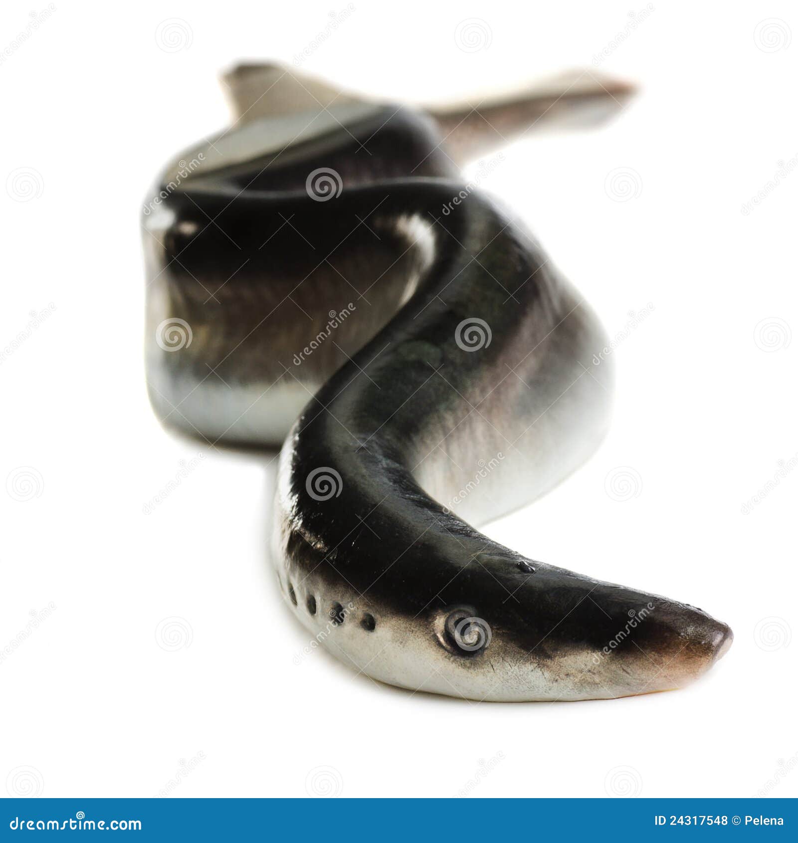 Lamproie de poissons photo stock. Image du gras, saison - 24317548