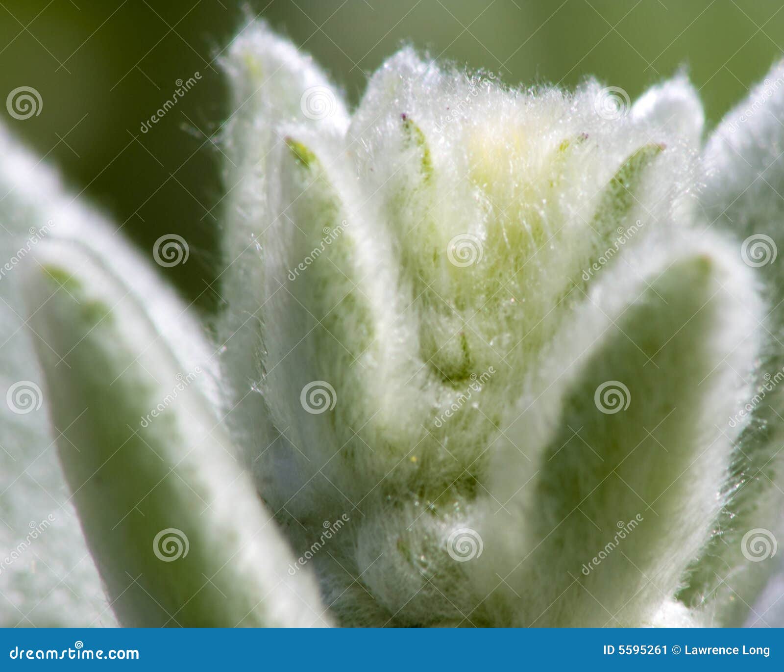 Lamps Ear bud stock image. Image of green, perennial, byzantina - 5595261