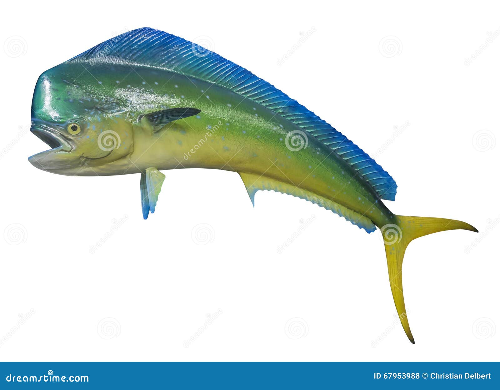 Lampuga, isolata fotografia stock. Immagine di oceano - 67953988