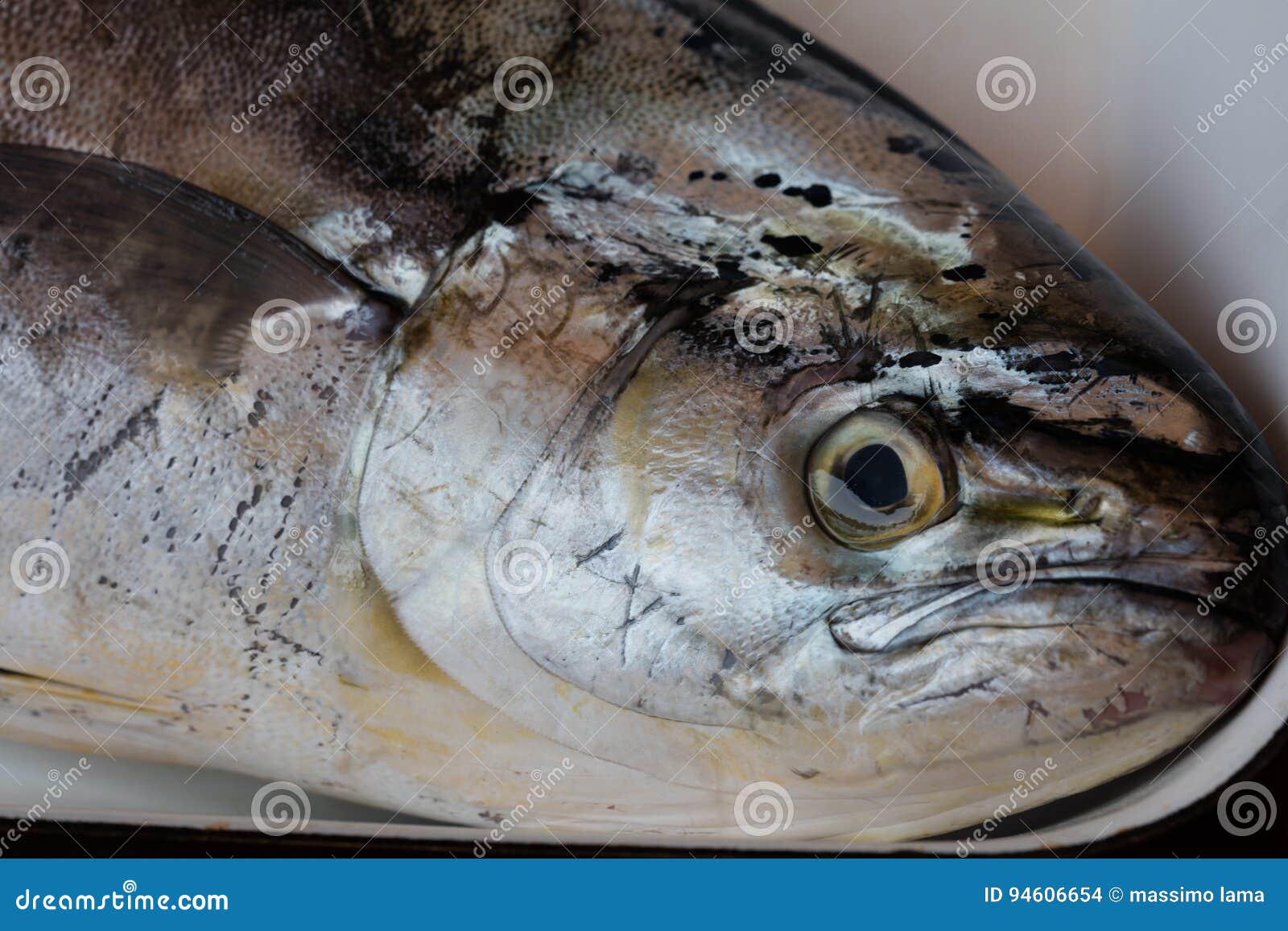 Lampuga in market stock photo. Image of head, gourmet - 94606654