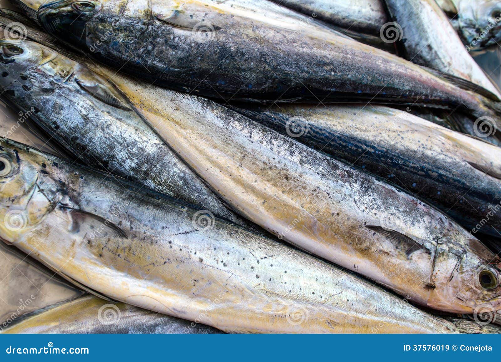 Lampuki stock image. Image of gold, head, nature, colorful - 37576019