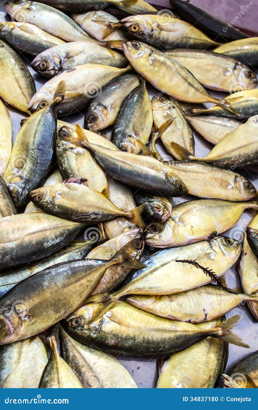 Lampuki stock photo. Image of marine, harbor, market - 34837180