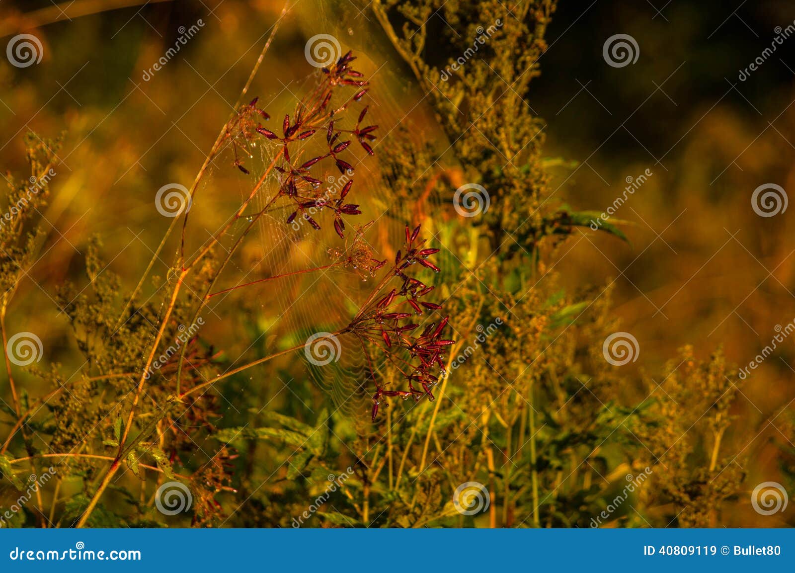 LAN spider (spider web) stock image. Image of hunting - 40809119